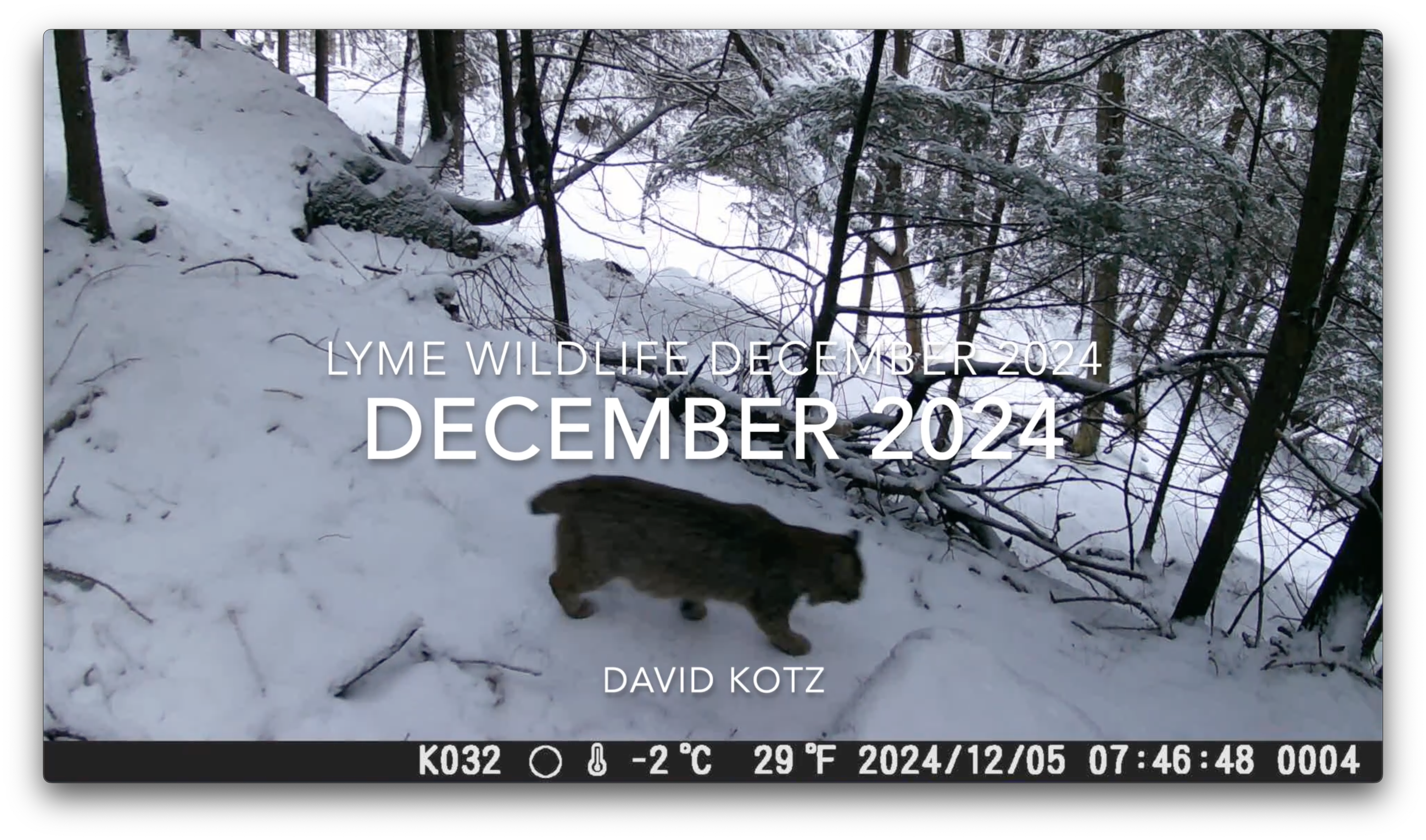 Lyme wildlife – December – David Kotz
